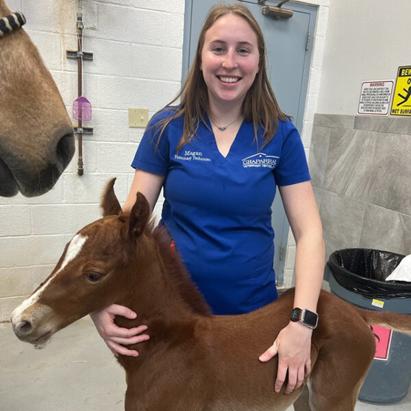 Stress-Free Veterinary Care - Chaparral Veterinary Center